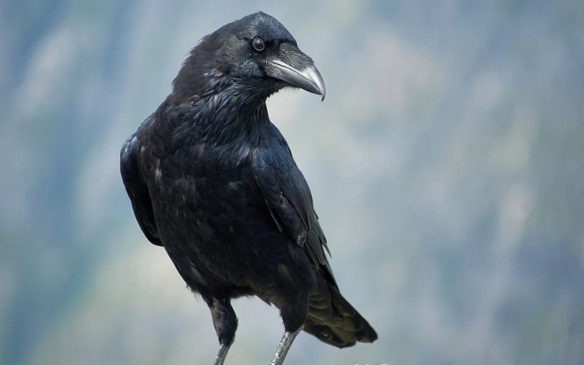 Entrenan cuervos en Suecia para recoger colillas de cigarro