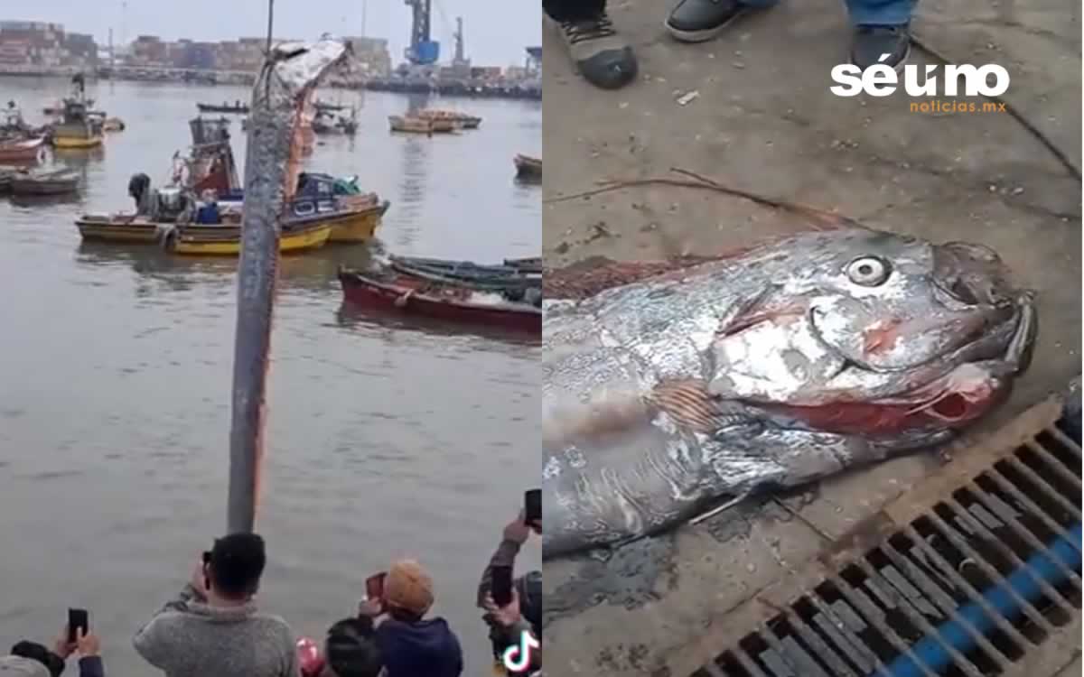 pex remo Archives | SéUnoNoticias