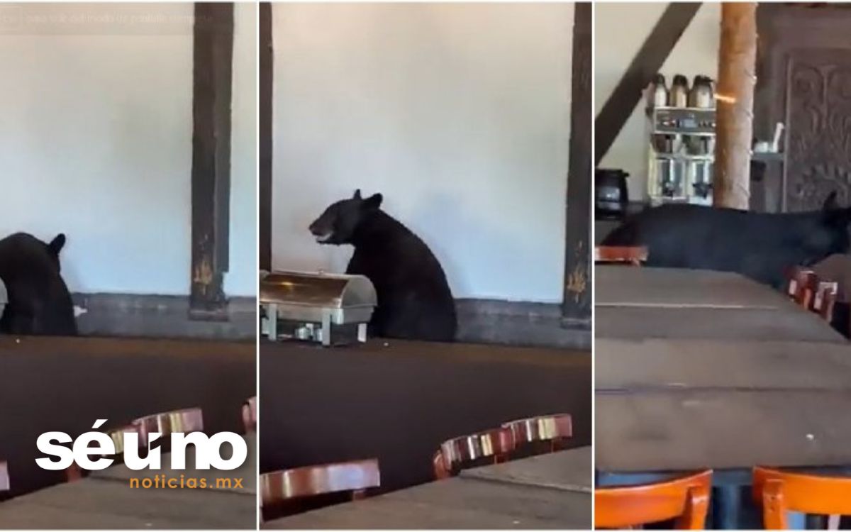 VIDEO: Enorme oso aterroriza a clientes de un restaurante en México