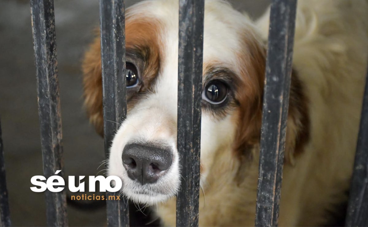 Ponen en adopción a los más de 80 perritos rescatados en Neza