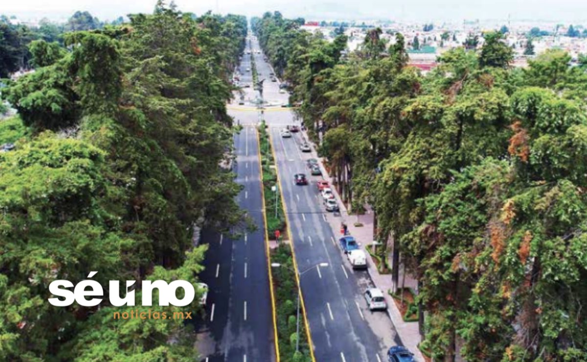 Sanearán árboles de Colón en Toluca