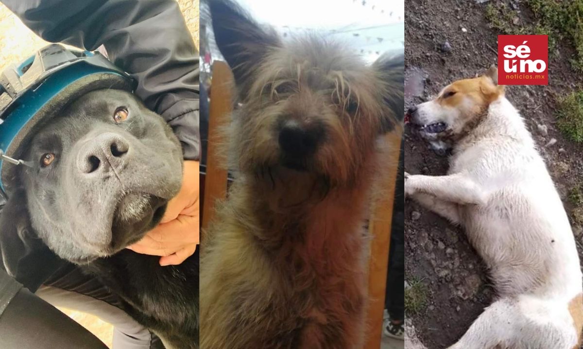 Asesinan a 15 perritos en Almoloya de Juárez