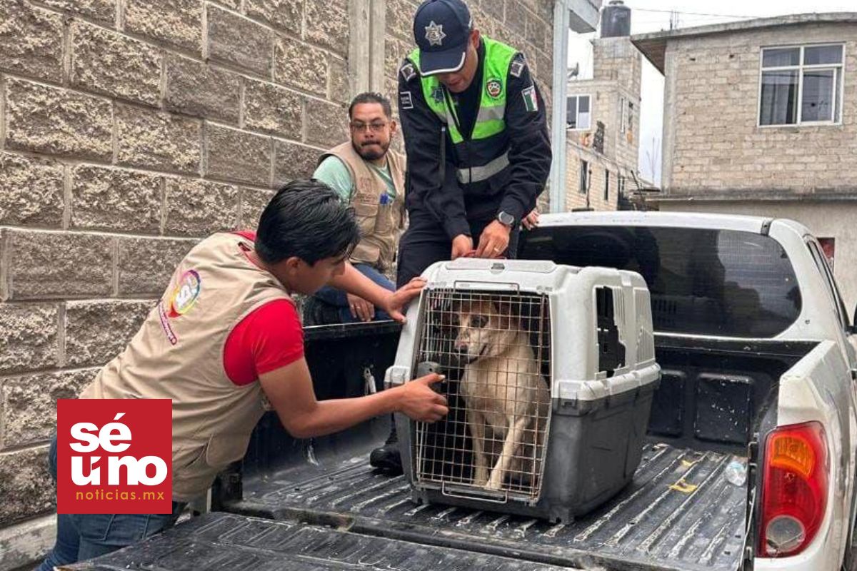 San Mateo Atenco rescata a dos perros víctimas de maltrato y refuerza ...