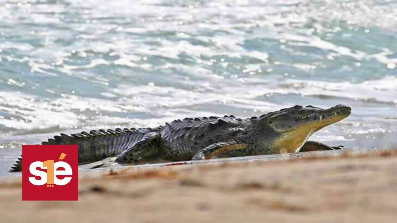 Turista escapa de ataque de cocodrilo en Puerto Vallarta; el momento ...